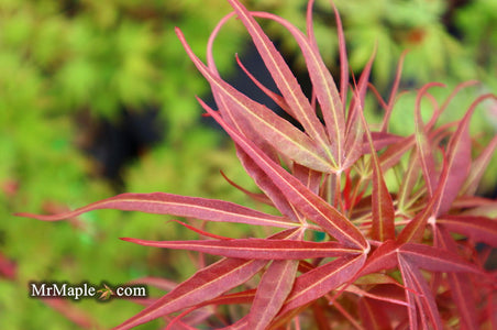 Buy Acer palmatum 'Atrolineare' Japanese Maple — Mr Maple │ Buy ...