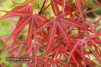 Buy Acer palmatum 'Atrolineare' Japanese Maple — Mr Maple │ Buy ...