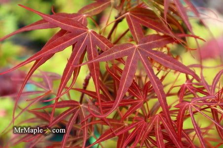 Buy Acer palmatum 'Atrolineare' Japanese Maple — Mr Maple │ Buy ...