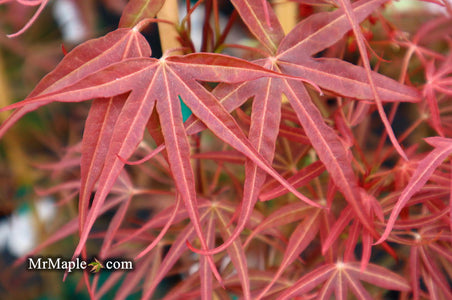 Buy Acer palmatum 'Atrolineare' Japanese Maple — Mr Maple │ Buy ...