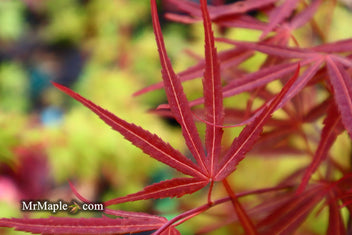 Buy Acer palmatum 'Atrolineare' Japanese Maple — Mr Maple │ Buy ...