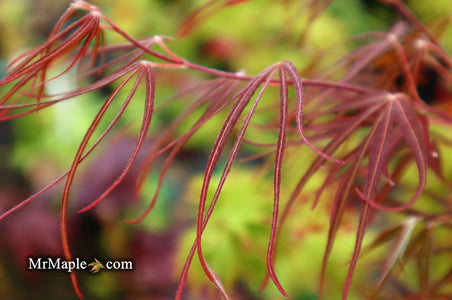 Buy Acer palmatum 'Atrolineare' Japanese Maple — Mr Maple │ Buy ...