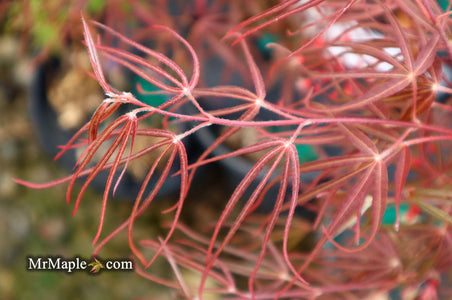 Buy Acer palmatum 'Atrolineare' Japanese Maple — Mr Maple │ Buy ...
