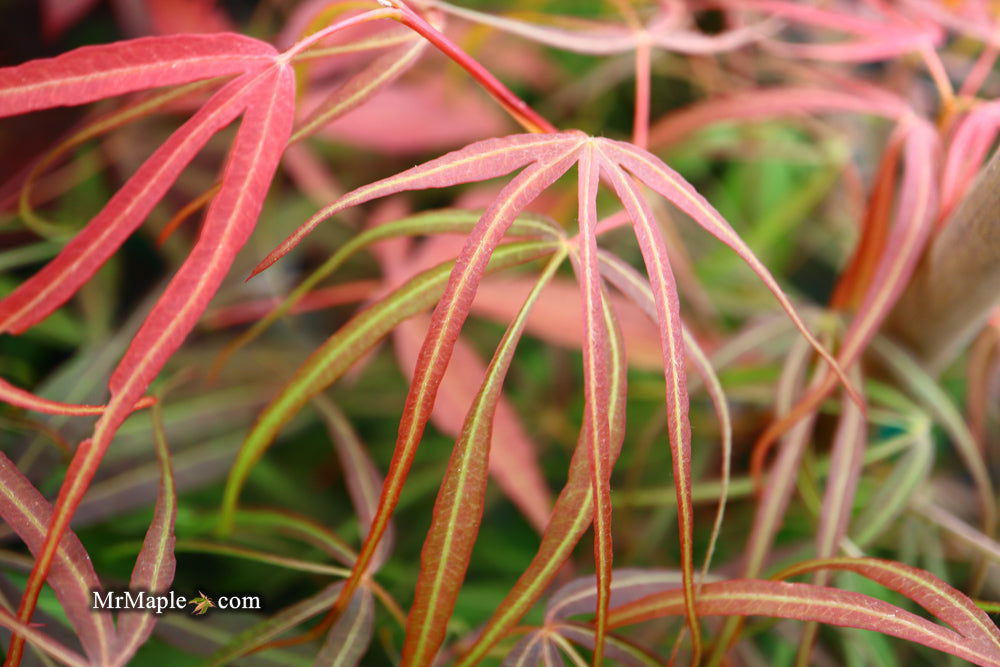 Buy Acer palmatum 'Atrolineare' Japanese Maple — Mr Maple │ Buy ...