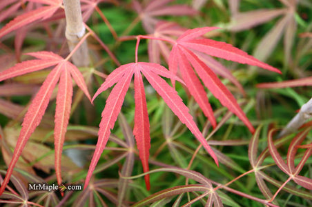 Buy Acer palmatum 'Atrolineare' Japanese Maple — Mr Maple │ Buy ...