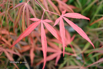 Buy Acer palmatum 'Atrolineare' Japanese Maple — Mr Maple │ Buy ...