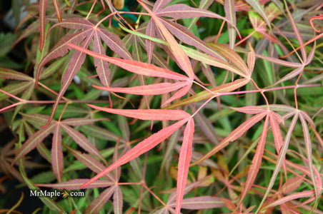 Buy Acer palmatum 'Atrolineare' Japanese Maple — Mr Maple │ Buy ...