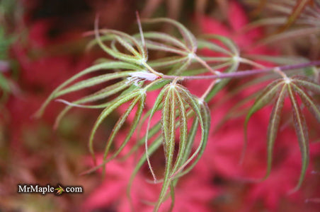 Buy Acer palmatum 'Atrolineare' Japanese Maple — Mr Maple │ Buy ...