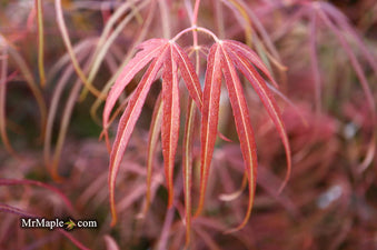 Buy Acer palmatum 'Atrolineare' Japanese Maple — Mr Maple │ Buy ...
