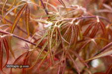 Buy Acer palmatum 'Atrolineare' Japanese Maple — Mr Maple │ Buy ...