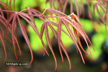 Buy Acer palmatum 'Atrolineare' Japanese Maple — Mr Maple │ Buy ...