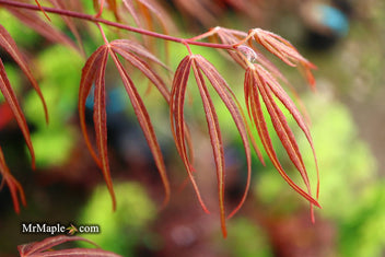 Buy Acer palmatum 'Atrolineare' Japanese Maple — Mr Maple │ Buy ...