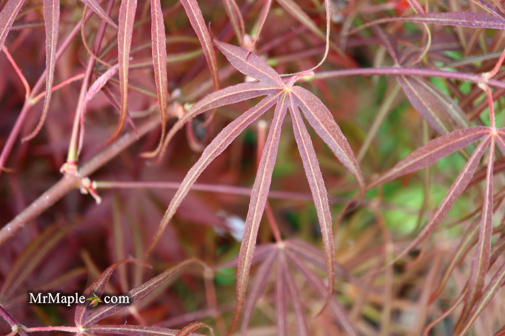 Buy Acer palmatum 'Atrolineare' Japanese Maple — Mr Maple │ Buy ...