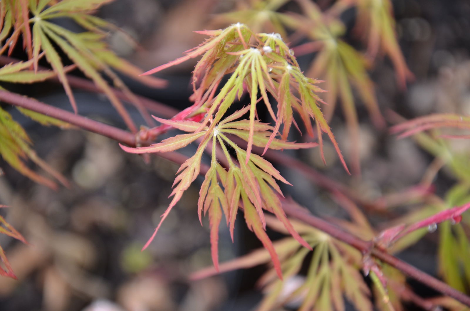 Buy Acer palmatum dissectum 'Autumn Fire' Weeping Japanese Maple — Mr ...