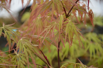 Buy Acer palmatum dissectum 'Autumn Fire' Weeping Japanese Maple — Mr ...
