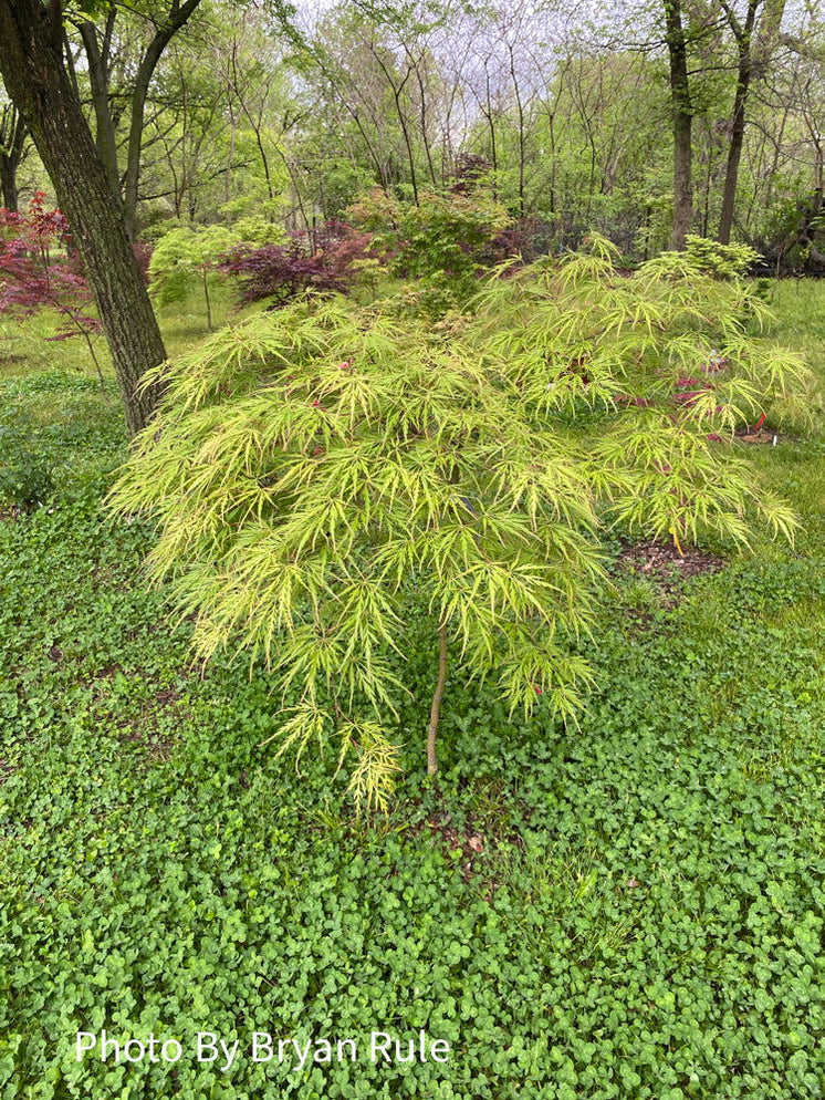 Buy Acer palmatum dissectum 'Autumn Fire' Weeping Japanese Maple — Mr ...