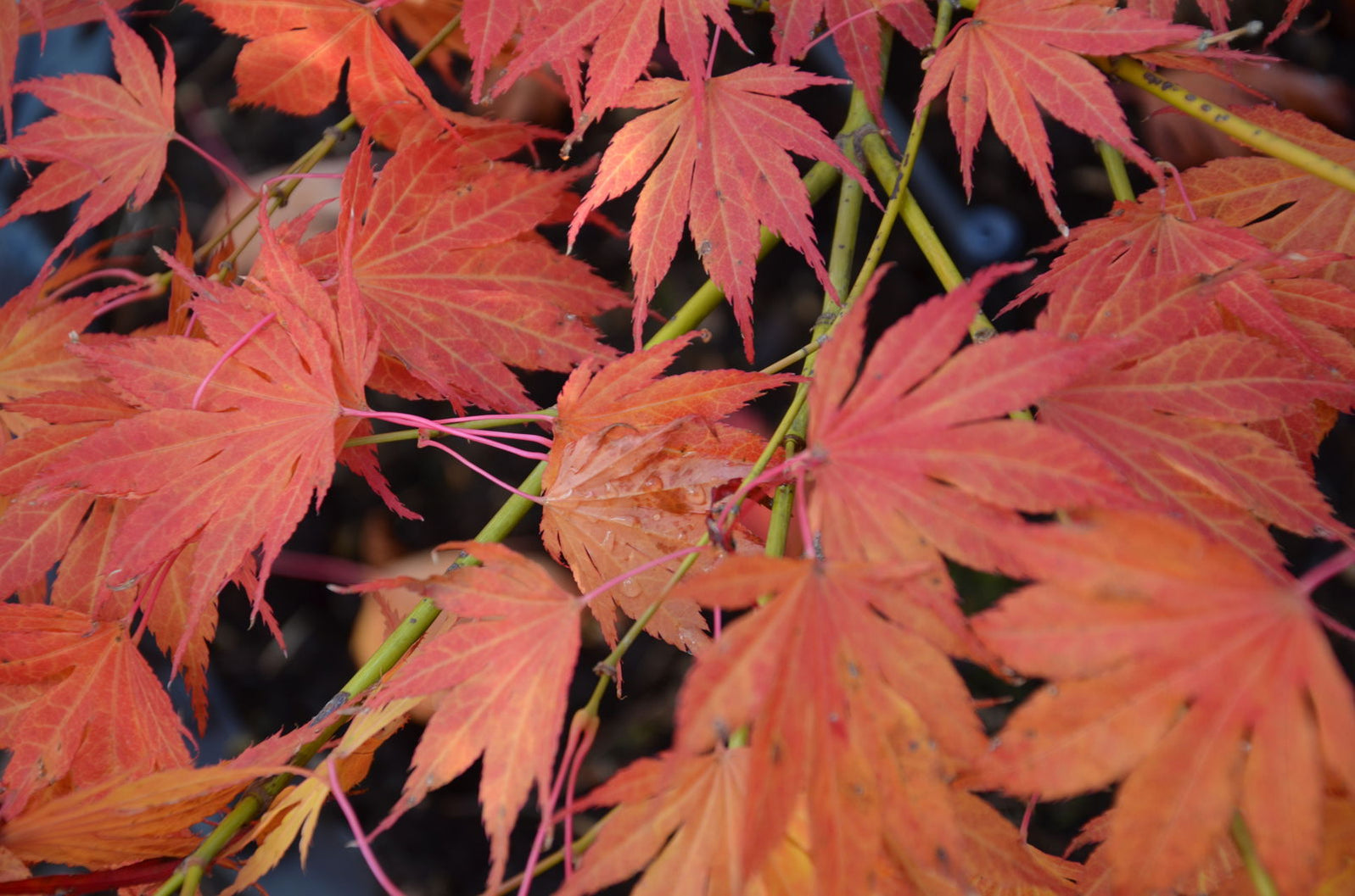 Buy Acer palmatum 'Azuma murasaki' Japanese Maple — Mr Maple │ Buy ...