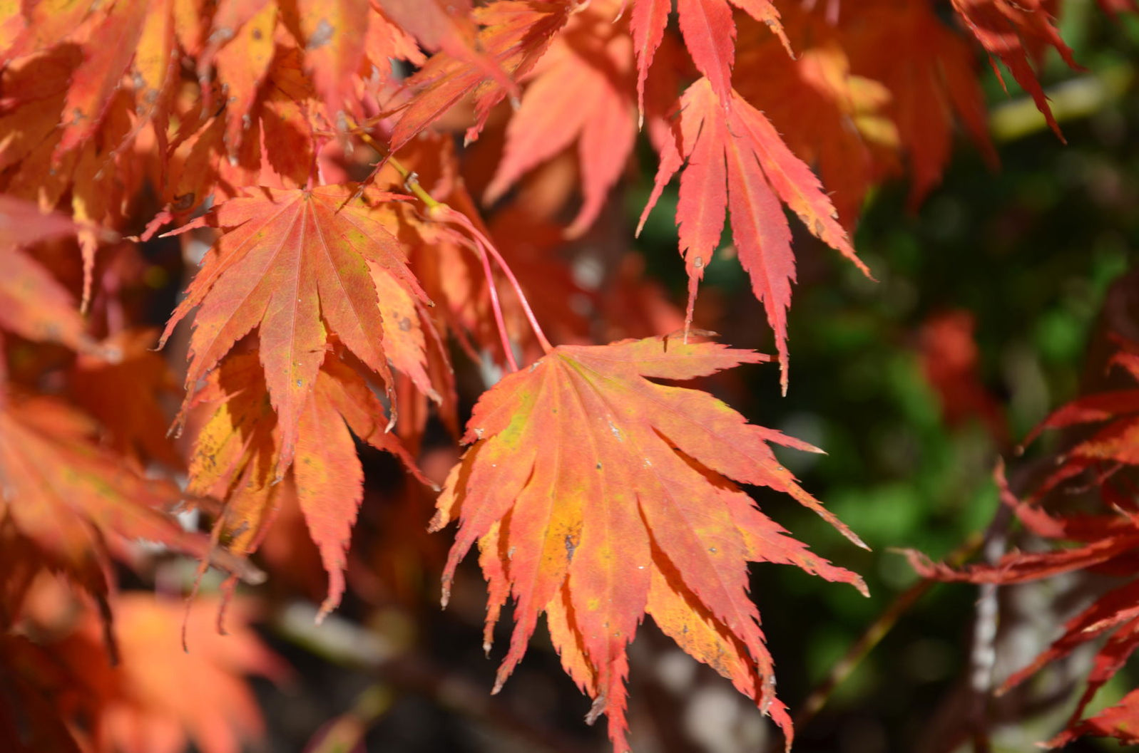 Buy Acer palmatum 'Azuma murasaki' Japanese Maple — Mr Maple │ Buy ...
