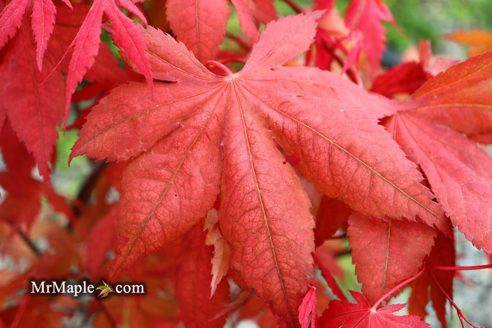 Buy Maples — Mr Maple │ Buy Japanese Maple Trees