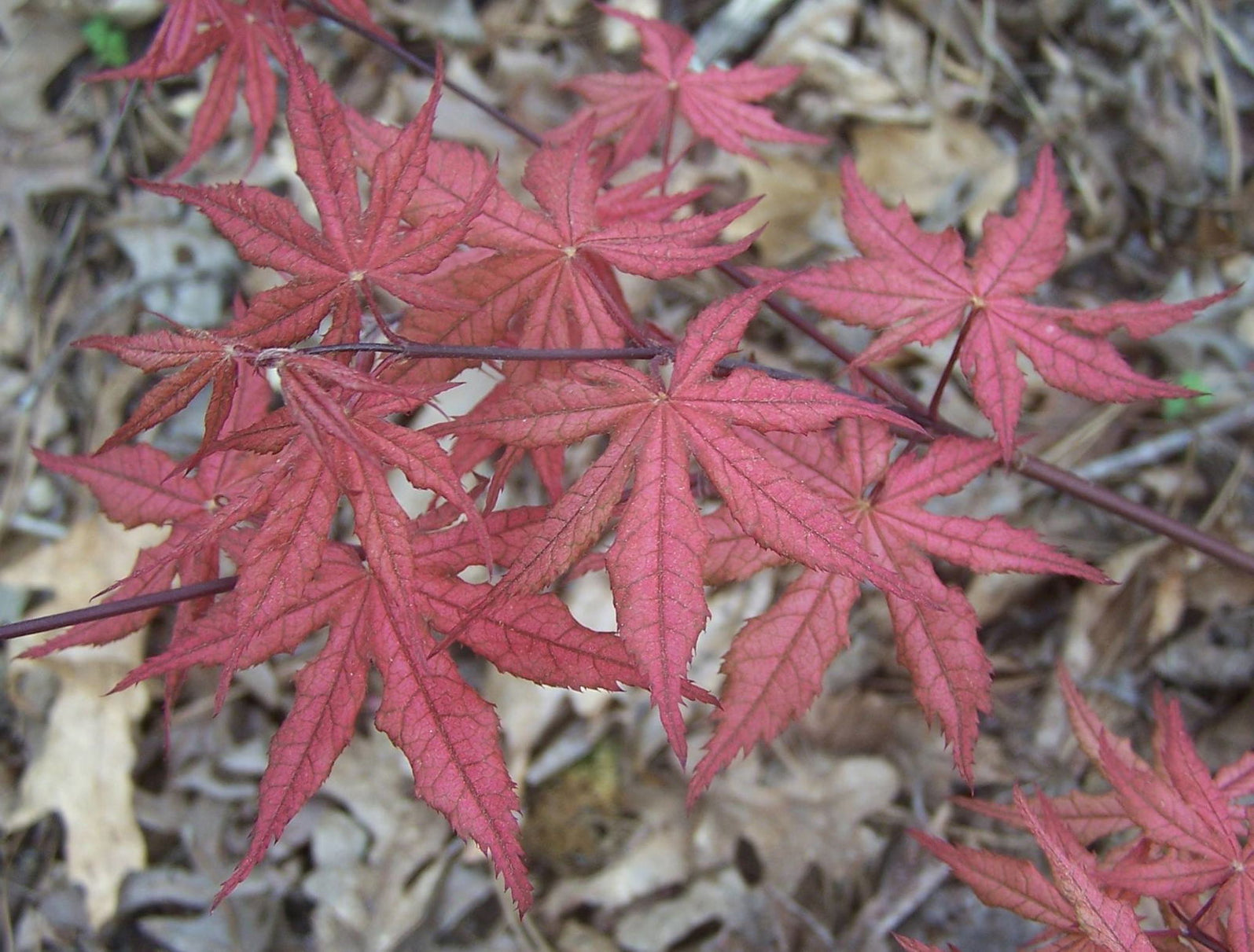 Buy Acer palmatum 'Baby Ghost' Japanese Maple — Mr Maple │ Buy Japanese ...