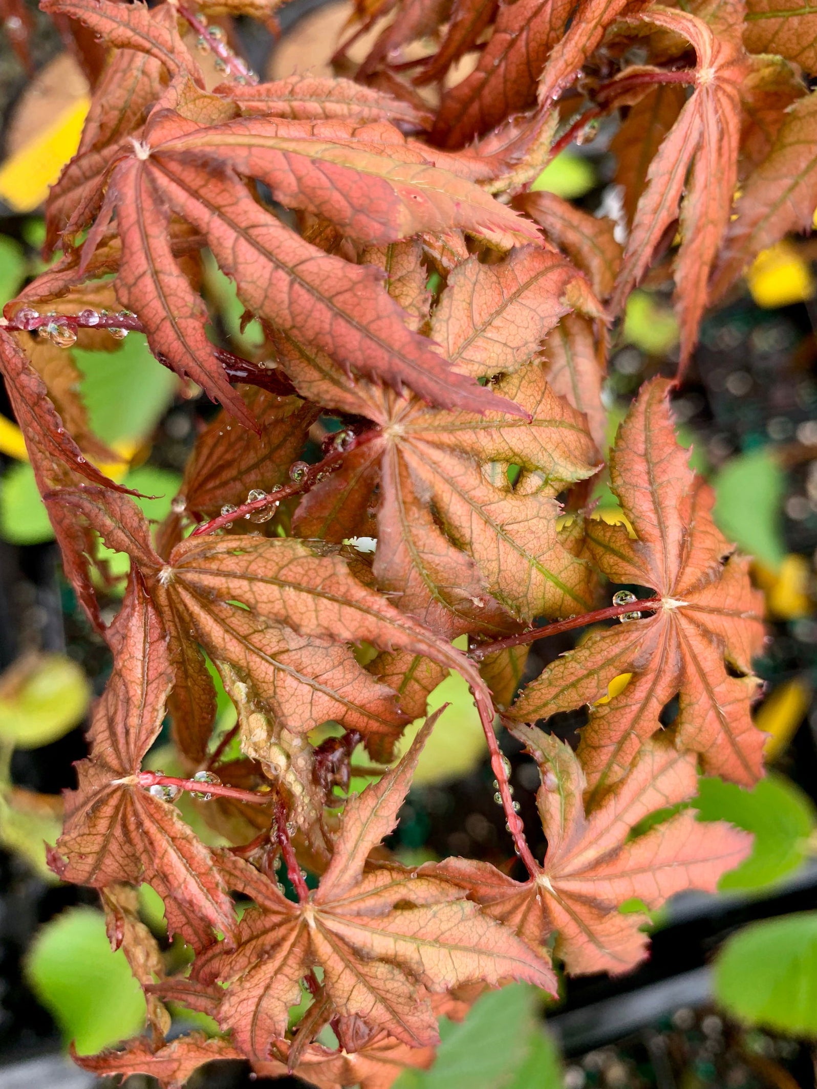 Buy Acer palmatum 'Baby Ghost' Japanese Maple — Mr Maple │ Buy Japanese ...