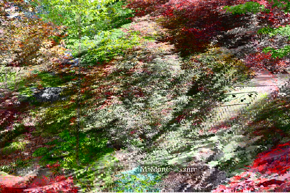 Buy Acer palmatum 'Baby Lace Lexington' Laceleaf Japanese Maple — Mr ...