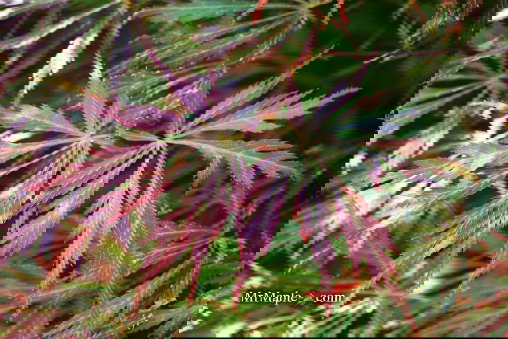 Buy Acer palmatum 'Baby Lace Lexington' Laceleaf Japanese Maple — Mr ...