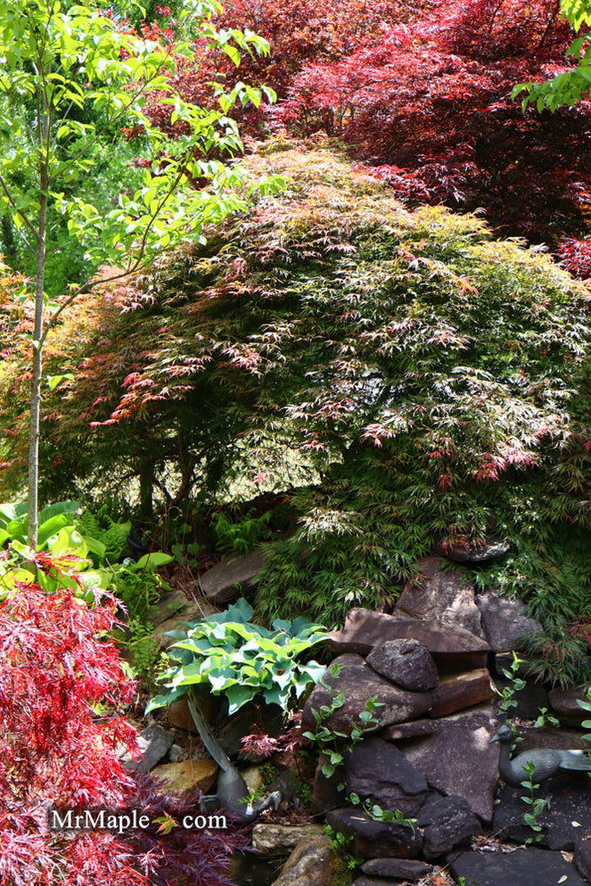 Buy Acer palmatum 'Baby Lace Lexington' Laceleaf Japanese Maple — Mr ...