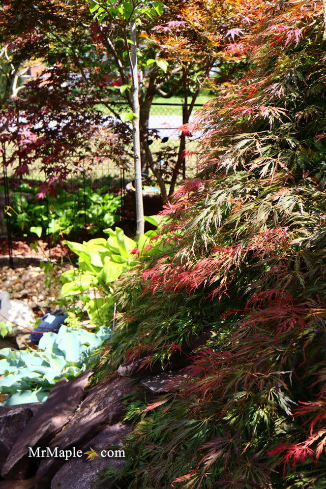 Buy Acer palmatum 'Baby Lace Lexington' Laceleaf Japanese Maple — Mr ...