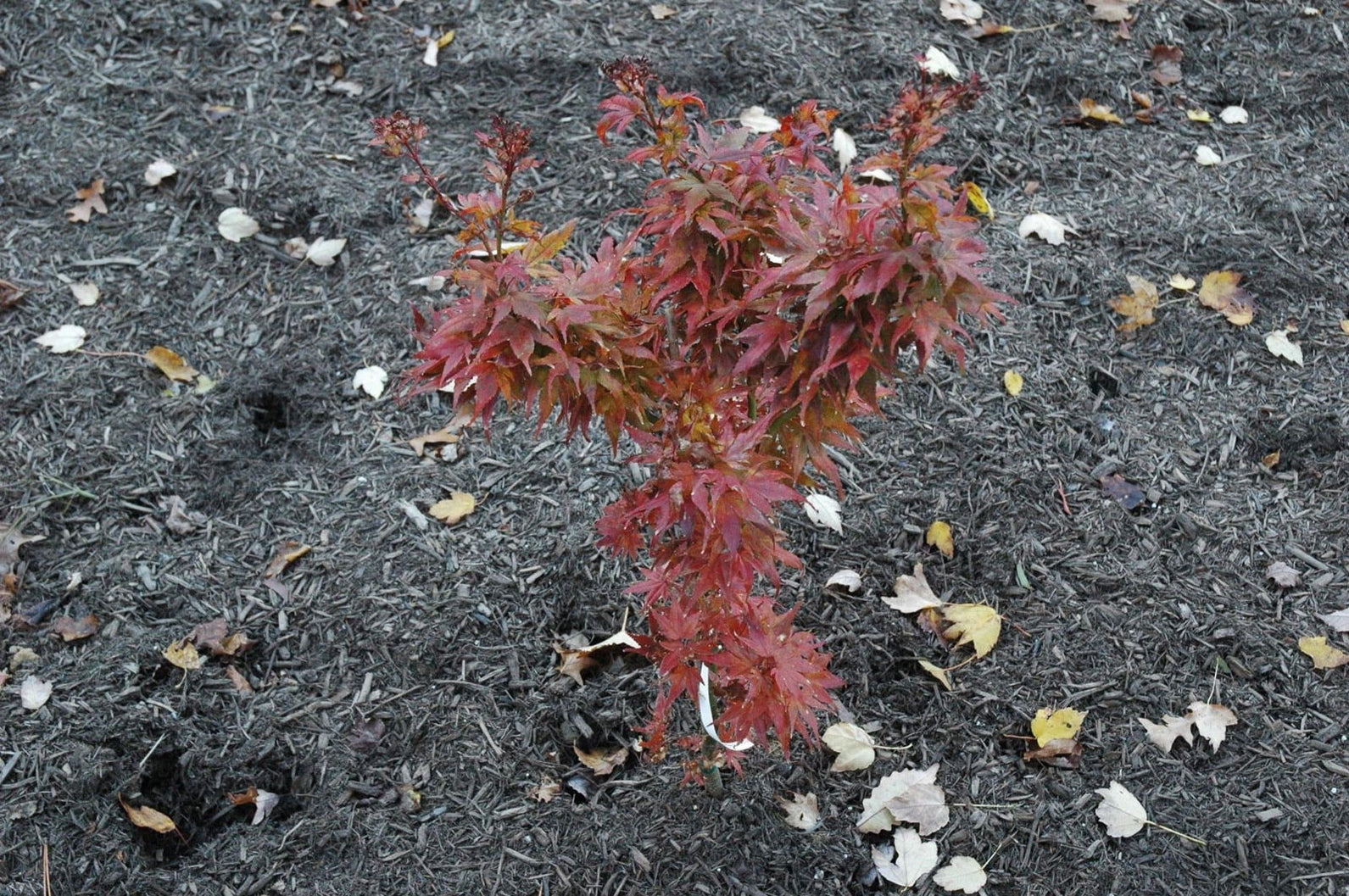 Buy Acer palmatum 'Bazinga' — Mr Maple │ Buy Japanese Maple Trees