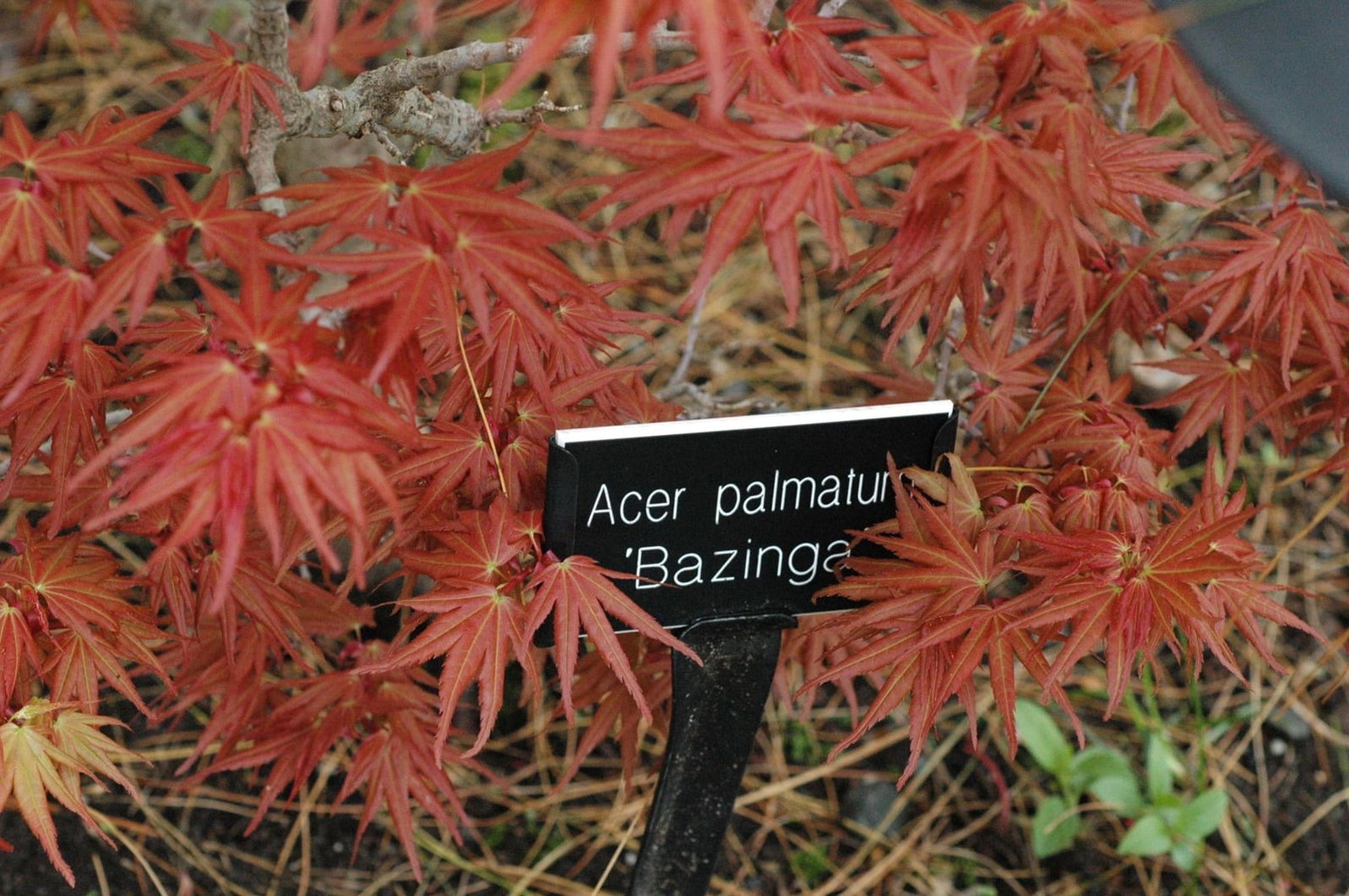 Buy Acer palmatum 'Bazinga' — Mr Maple │ Buy Japanese Maple Trees