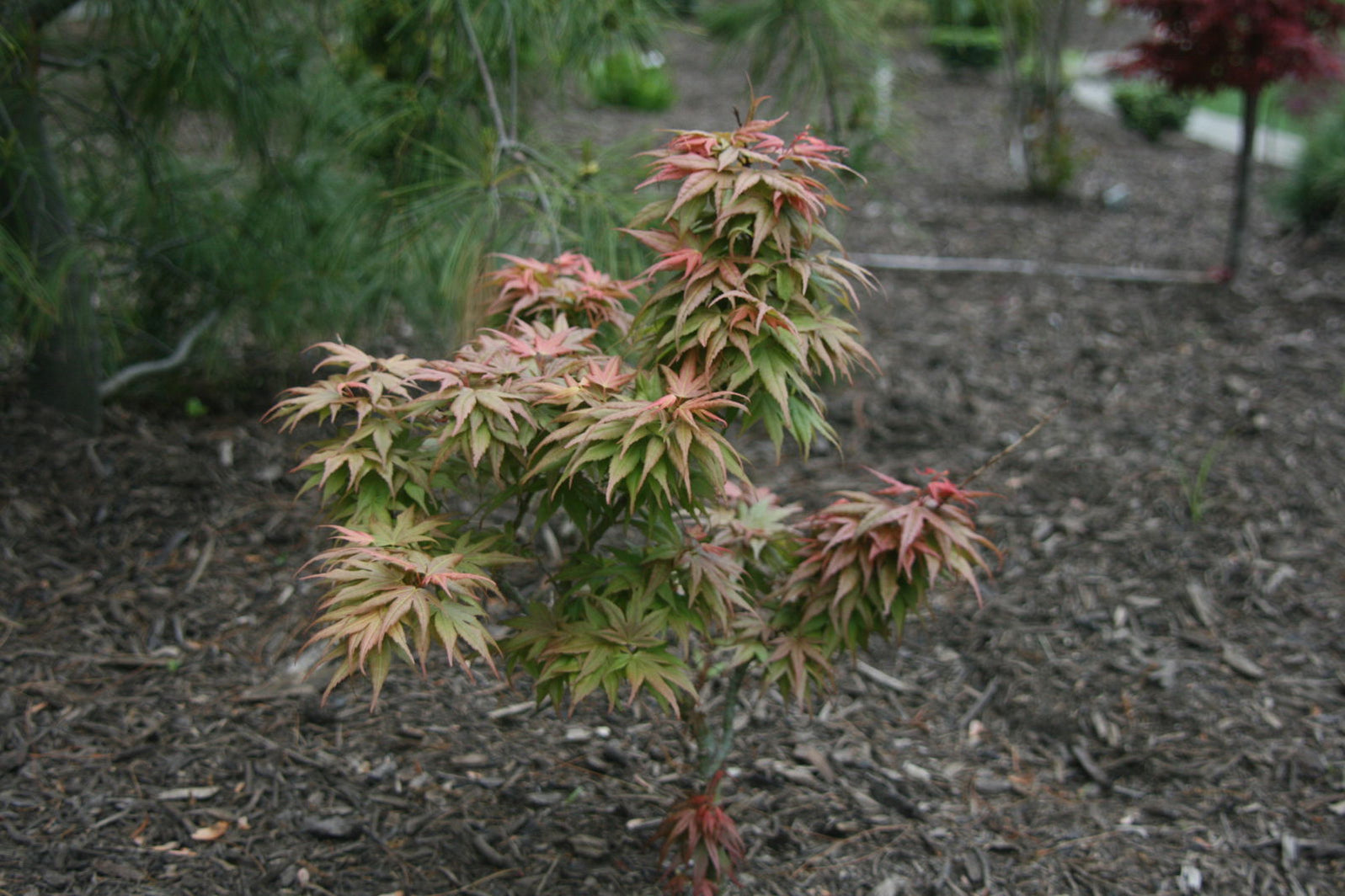 Buy Acer palmatum 'Bazinga' — Mr Maple │ Buy Japanese Maple Trees