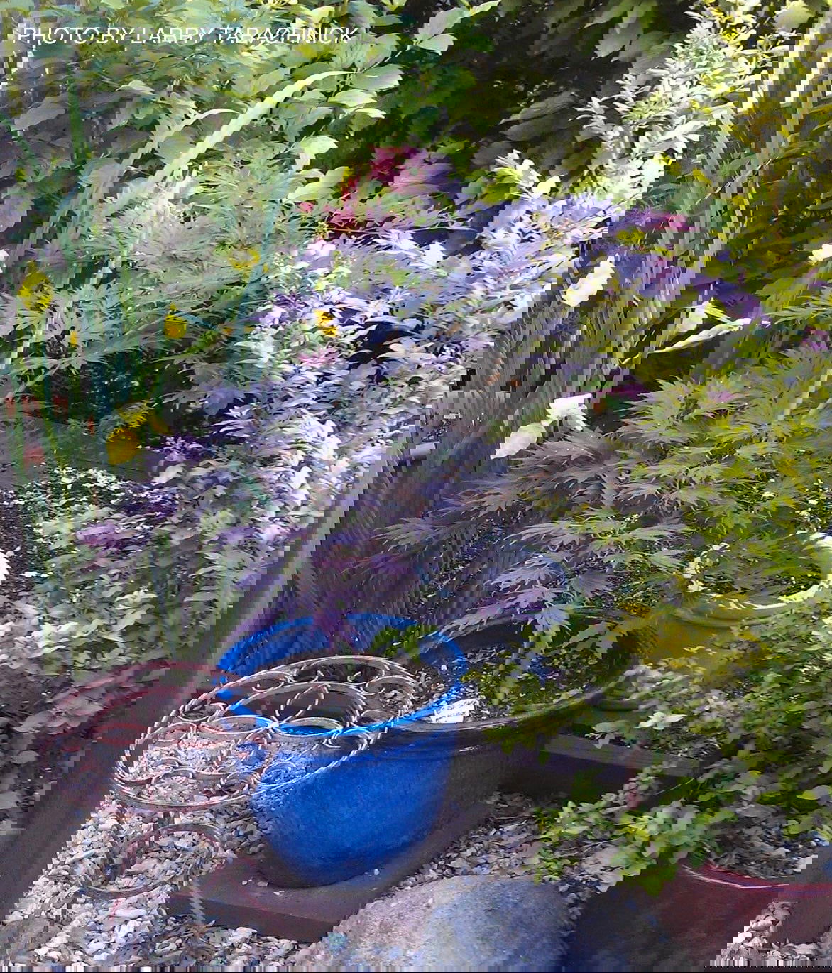 Buy Acer palmatum 'Beni gasa' Coral Bark Japanese Maple — Mr Maple ...