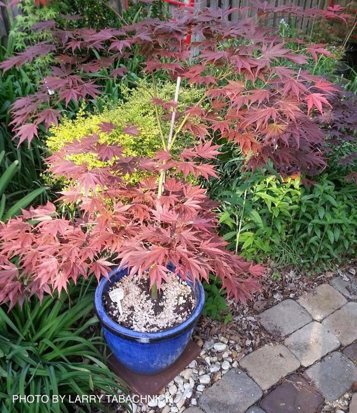 Buy Acer palmatum 'Beni gasa' Coral Bark Japanese Maple — Mr Maple ...