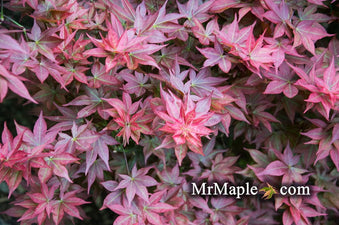 Buy Acer palmatum 'Beni hoshi' Ruby Stars Japanese Maple — Mr Maple ...