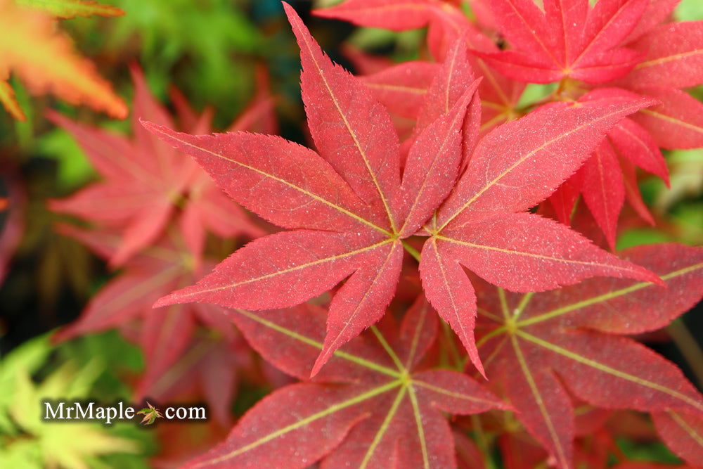 Buy Acer palmatum 'Beni hoshi' Ruby Stars Japanese Maple — Mr Maple ...
