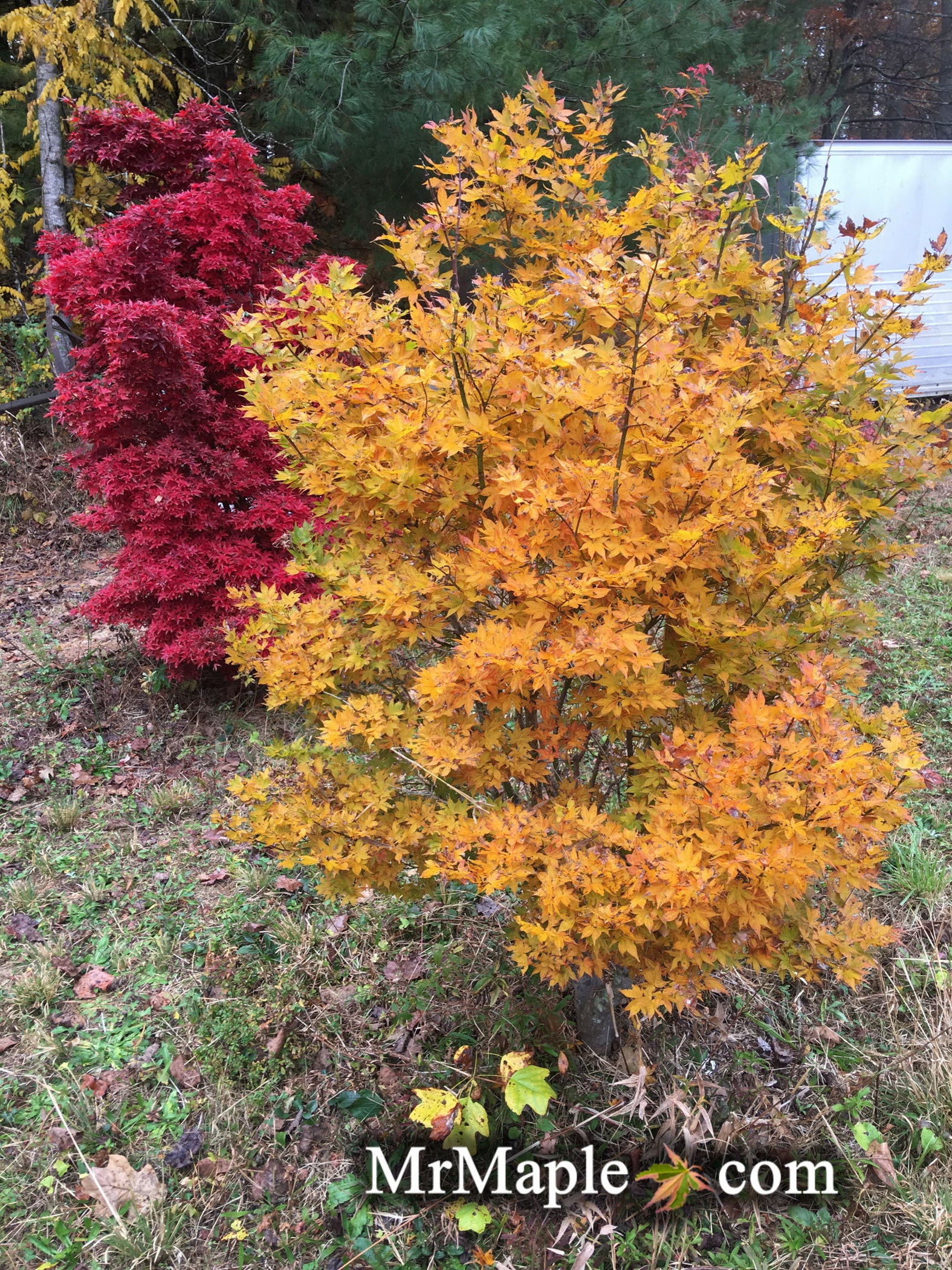 Buy Acer palmatum 'Beni hoshi' Ruby Stars Japanese Maple — Mr Maple ...