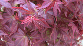 Buy Acer palmatum 'Beni hoshi' Ruby Stars Japanese Maple — Mr Maple ...