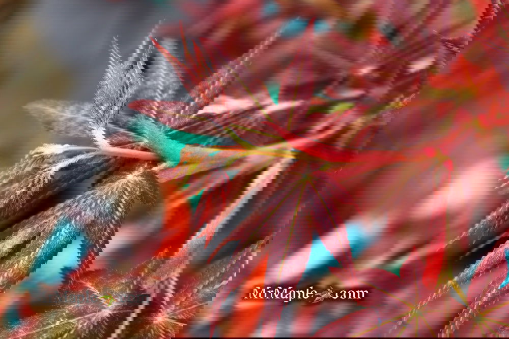 Buy Acer palmatum 'Beni hoshi' Ruby Stars Japanese Maple — Mr Maple ...