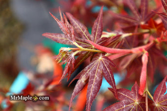 Buy Acer palmatum 'Beni hoshi' Ruby Stars Japanese Maple — Mr Maple ...
