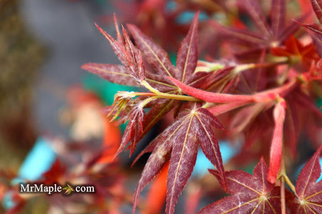 Buy Acer palmatum 'Beni hoshi' Ruby Stars Japanese Maple — Mr Maple ...