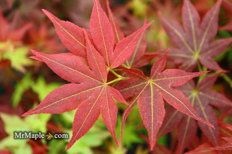 Buy Acer palmatum 'Beni hoshi' Ruby Stars Japanese Maple — Mr Maple ...