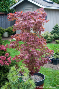 Buy Acer palmatum 'Beni hoshi' Ruby Stars Japanese Maple — Mr Maple ...