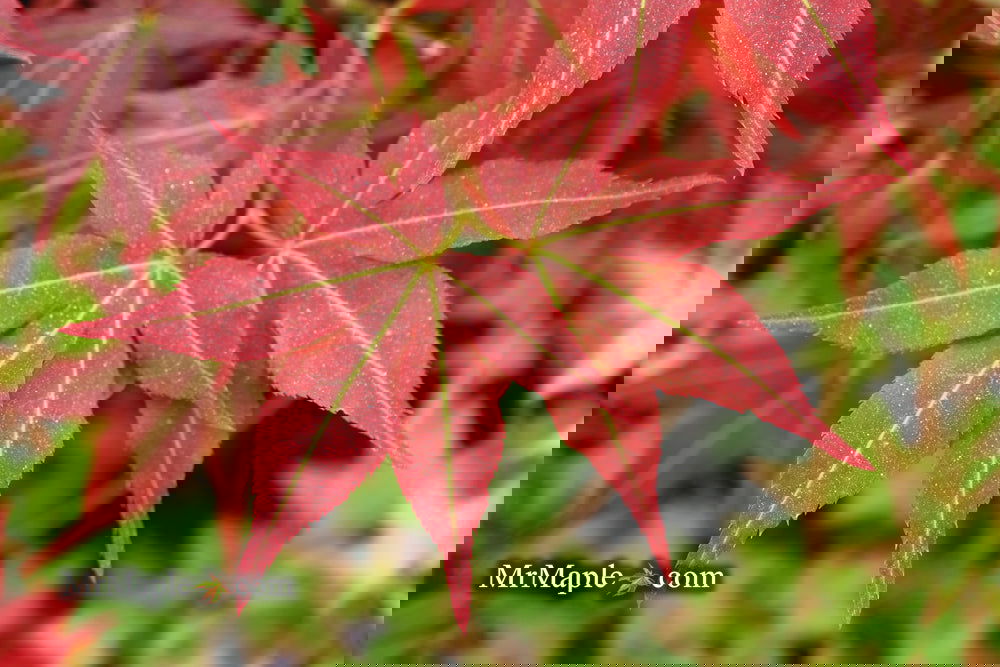Buy Acer palmatum 'Beni hoshi' Ruby Stars Japanese Maple — Mr Maple ...