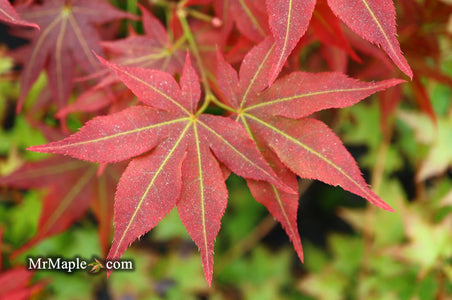 Buy Acer palmatum 'Beni hoshi' Ruby Stars Japanese Maple — Mr Maple ...