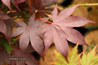 Buy Acer palmatum 'Beni hoshi' Ruby Stars Japanese Maple — Mr Maple ...