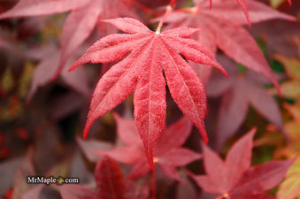 Buy Acer palmatum 'Beni hoshi' Ruby Stars Japanese Maple — Mr Maple ...