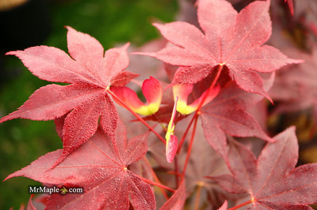 Buy Acer palmatum 'Beni hoshi' Ruby Stars Japanese Maple — Mr Maple ...
