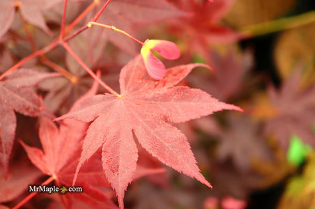 Buy Acer palmatum 'Beni hoshi' Ruby Stars Japanese Maple — Mr Maple ...
