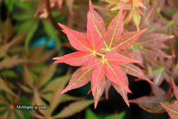 Buy Acer palmatum 'Beni hoshi' Ruby Stars Japanese Maple — Mr Maple ...